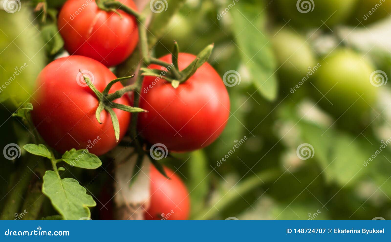 Ripe tomato in garden stock image. Image of colorful - 148724707