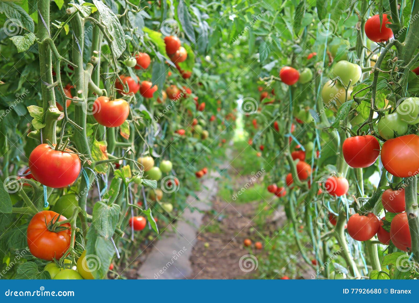 Ripe tomato stock photo. Image of delicious, agriculture - 77926680