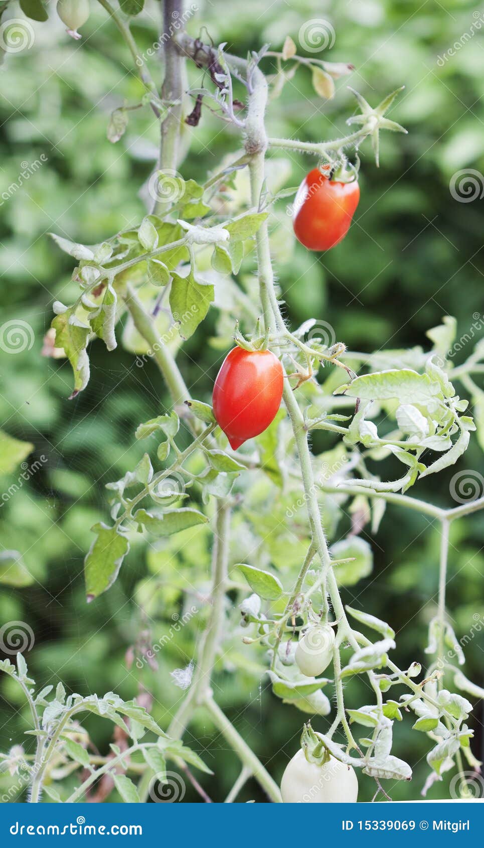 Ripe Tomato Plant stock image. Image of antioxidant, grow - 15339069