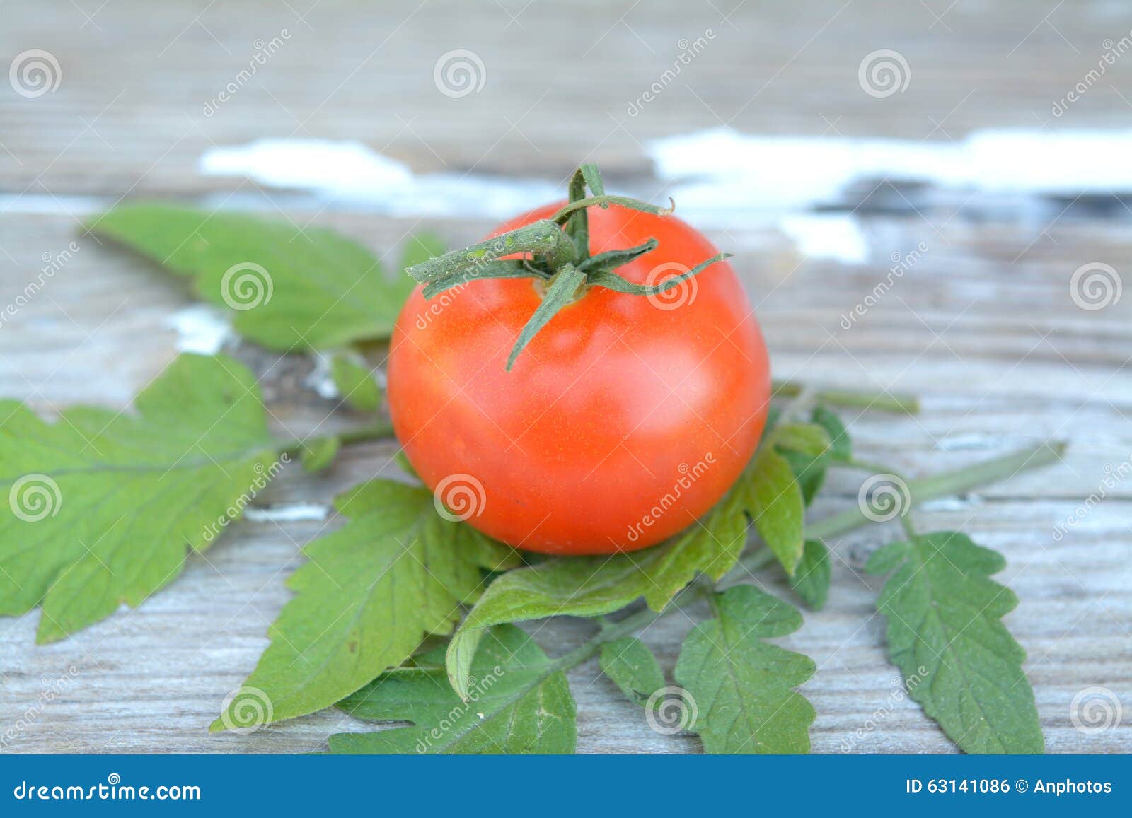 Ripe tomato stock photo. Image of single, diet, vine - 63141086