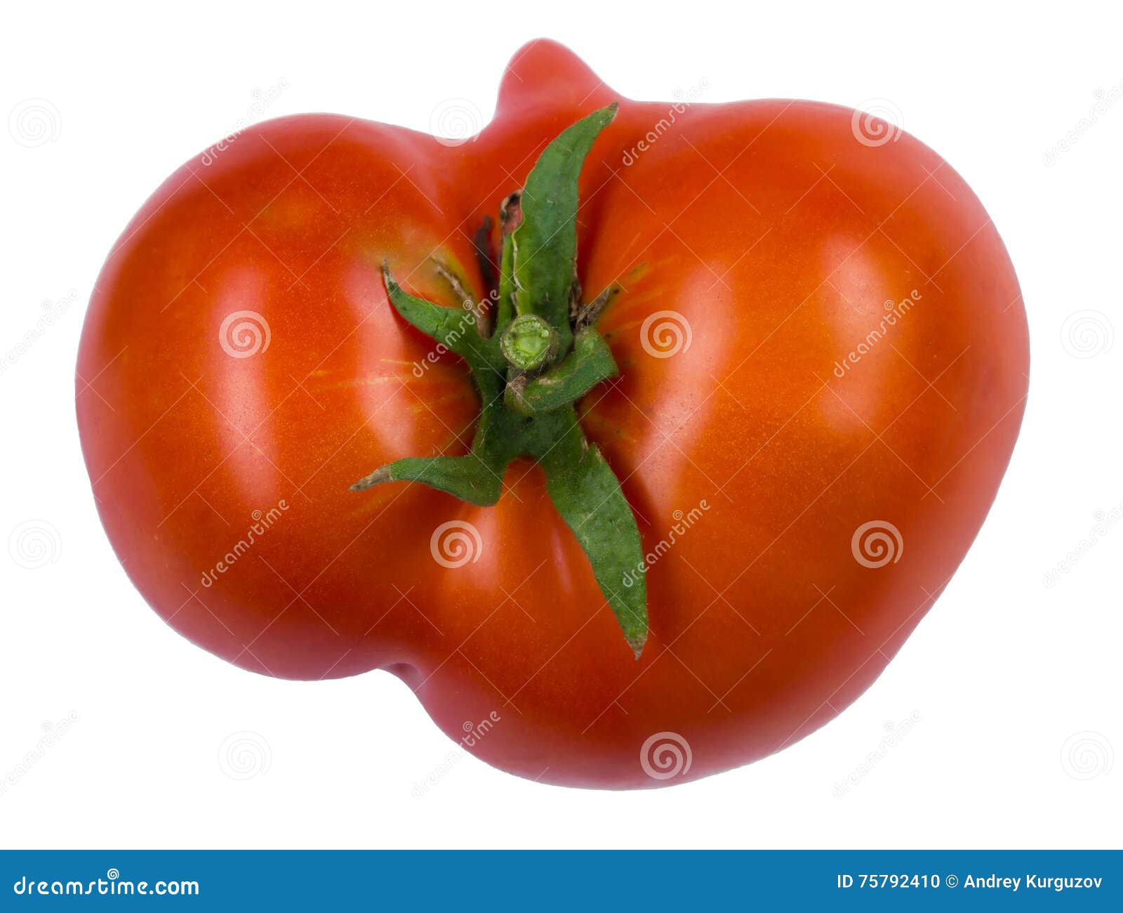 Ripe Tomato with a Very Large Peduncle Stock Photo - Image of green ...