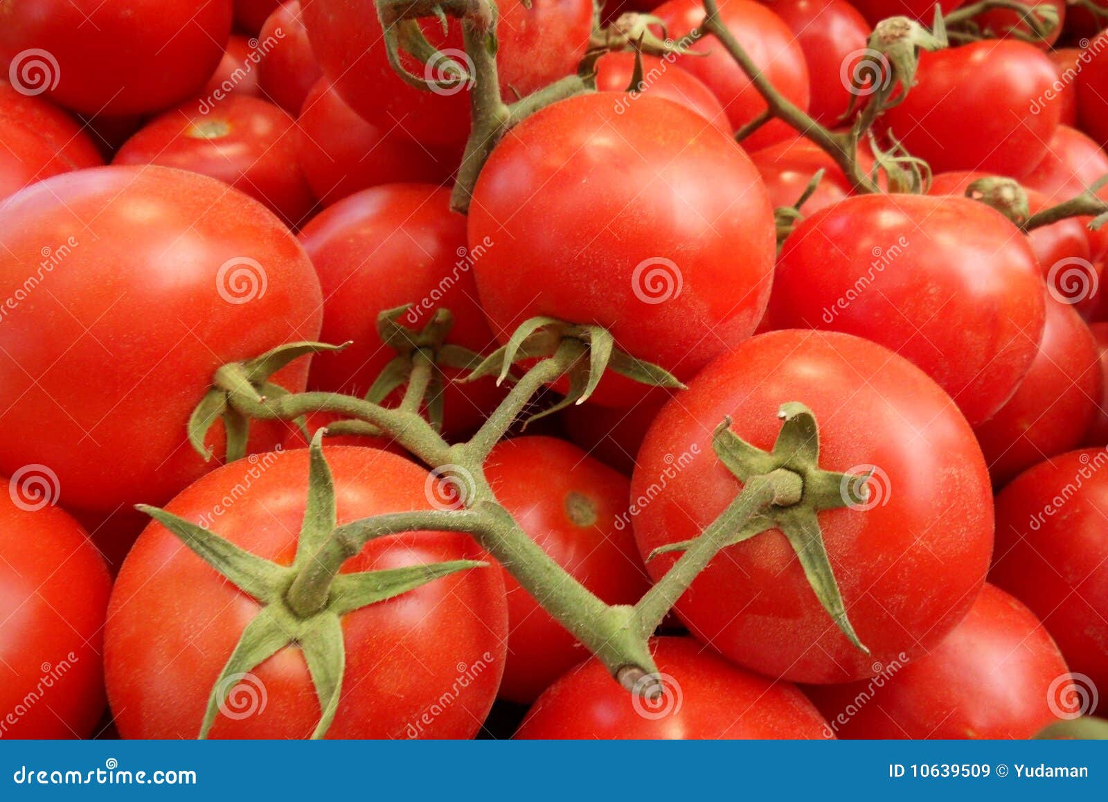 Ripe Tomatoes stock image. Image of organic, round, closeup - 10639509