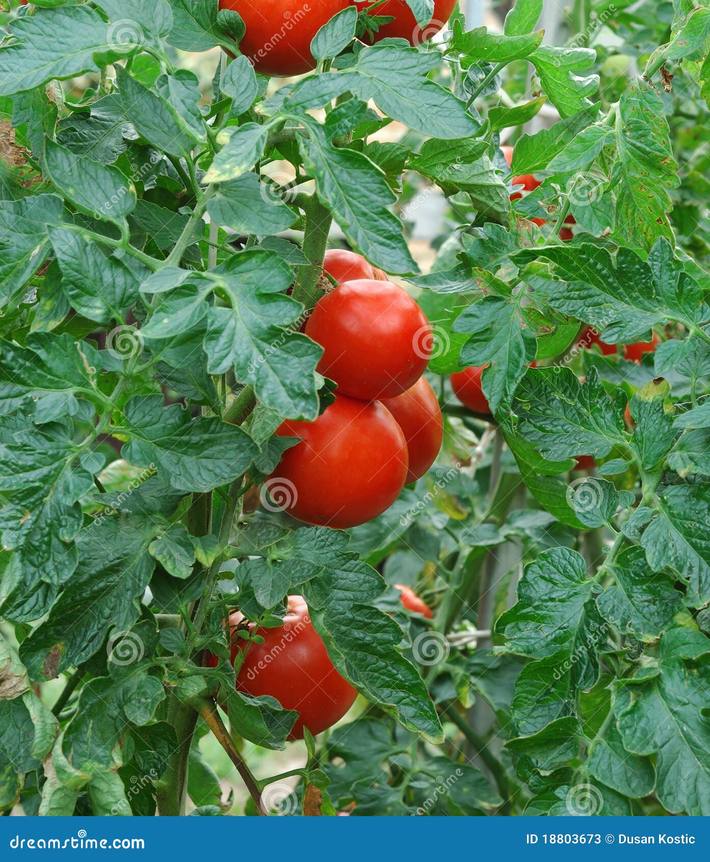 Ripe tomatoes stock image. Image of branch, closeup, food - 18803673