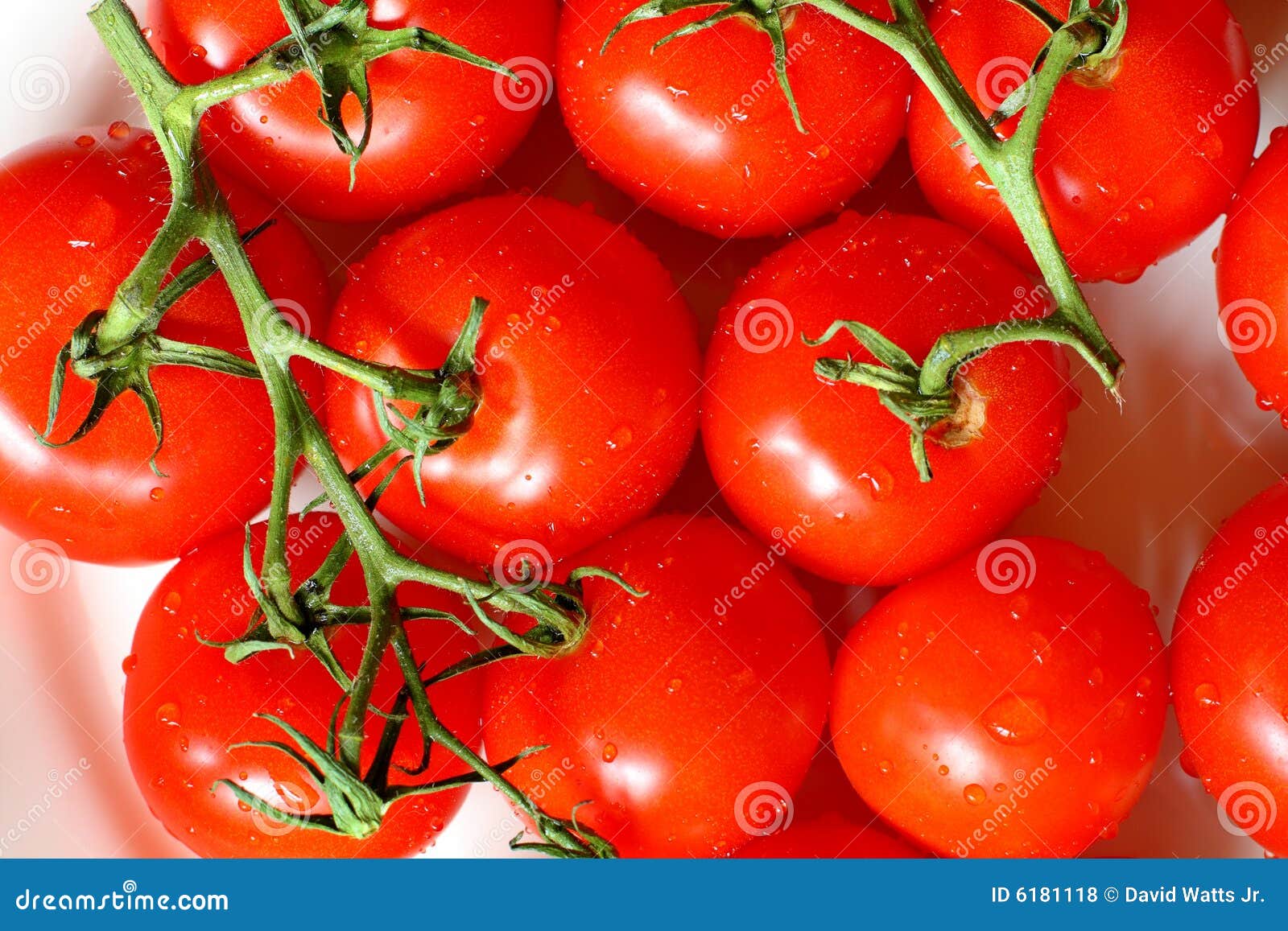 Ripe Tomatoes stock photo. Image of tomato, vegetables - 6181118