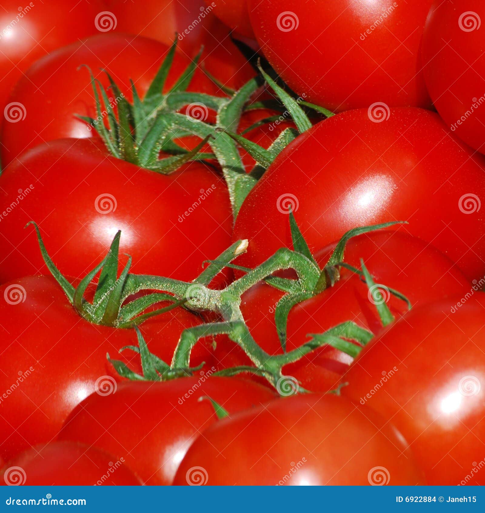 Ripe tomatoes stock photo. Image of nature, stalk, ingredient - 6922884