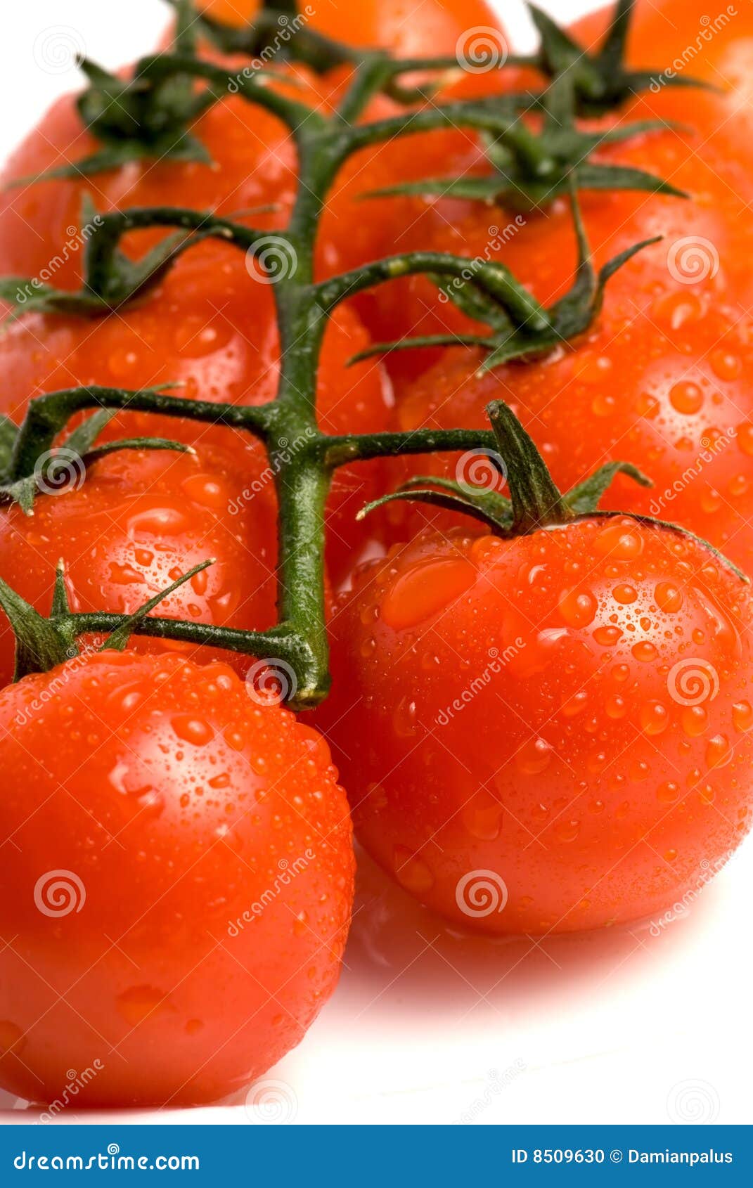 Ripe tomatoes stock photo. Image of tomato, isolated, healthy - 8509630