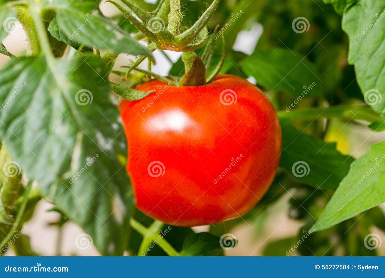 Ripe tomatoes stock photo. Image of fruit, nature, food - 56272504