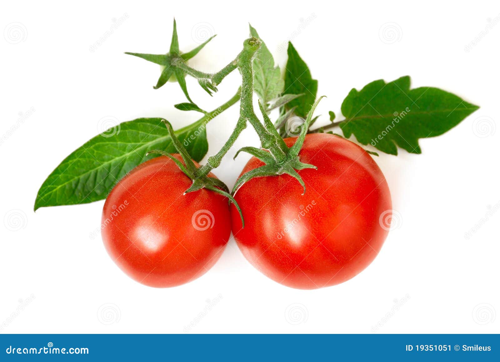 Ripe Tomatoes with Fresh Leaves Stock Image - Image of green ...