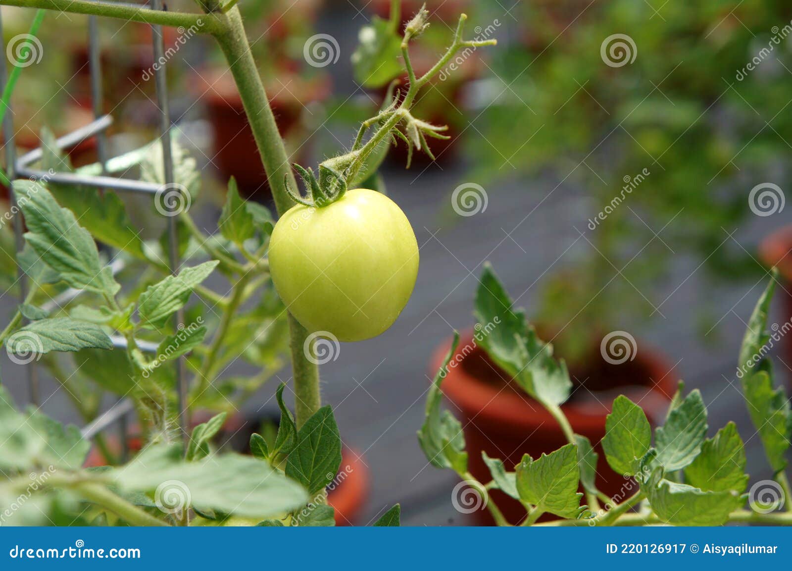 Ripe Tomatoes Fruit on the Tree. Stock Image - Image of grow, growth ...