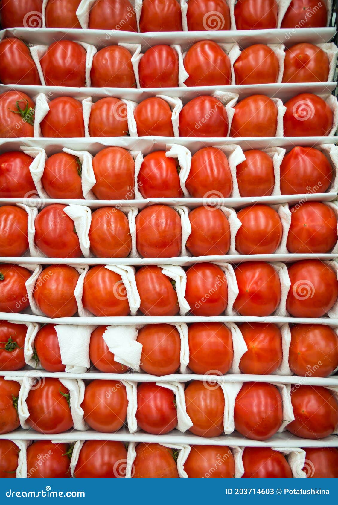 Ripe Tomatoes are Laid Out in Separate Cells of the Box Stock Image ...