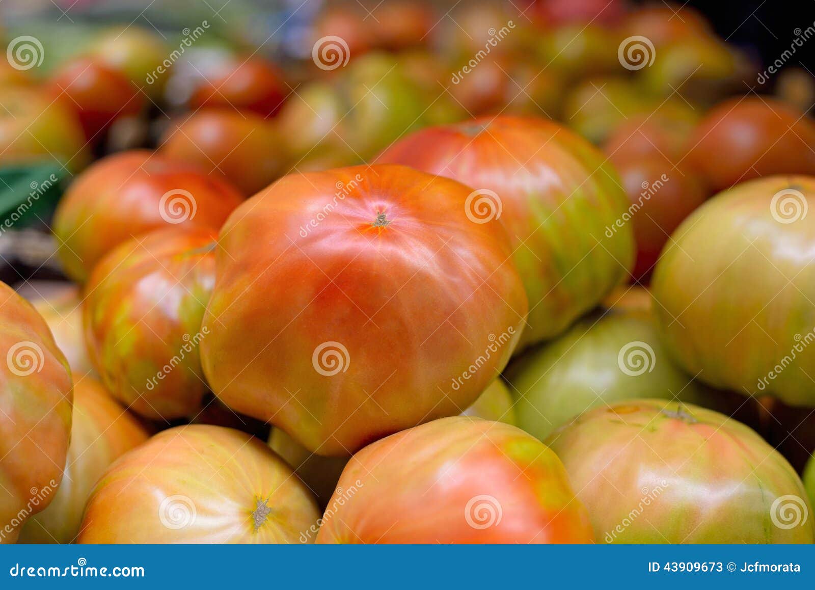 Ripe tomatoes stock image. Image of nature, harvest, green - 43909673
