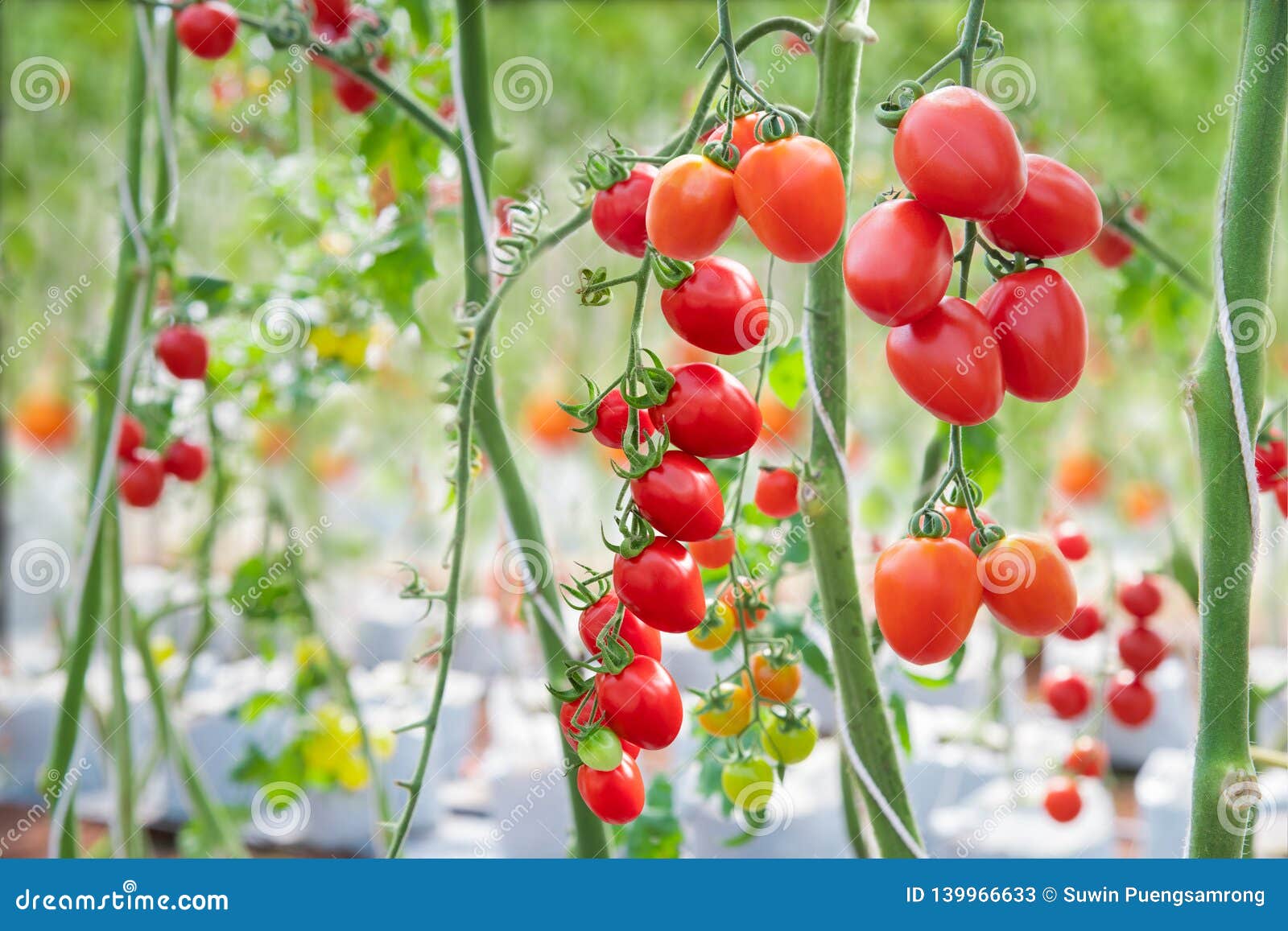 Ripe Tomatoes in Organic Garden Stock Image - Image of summer, fruit ...