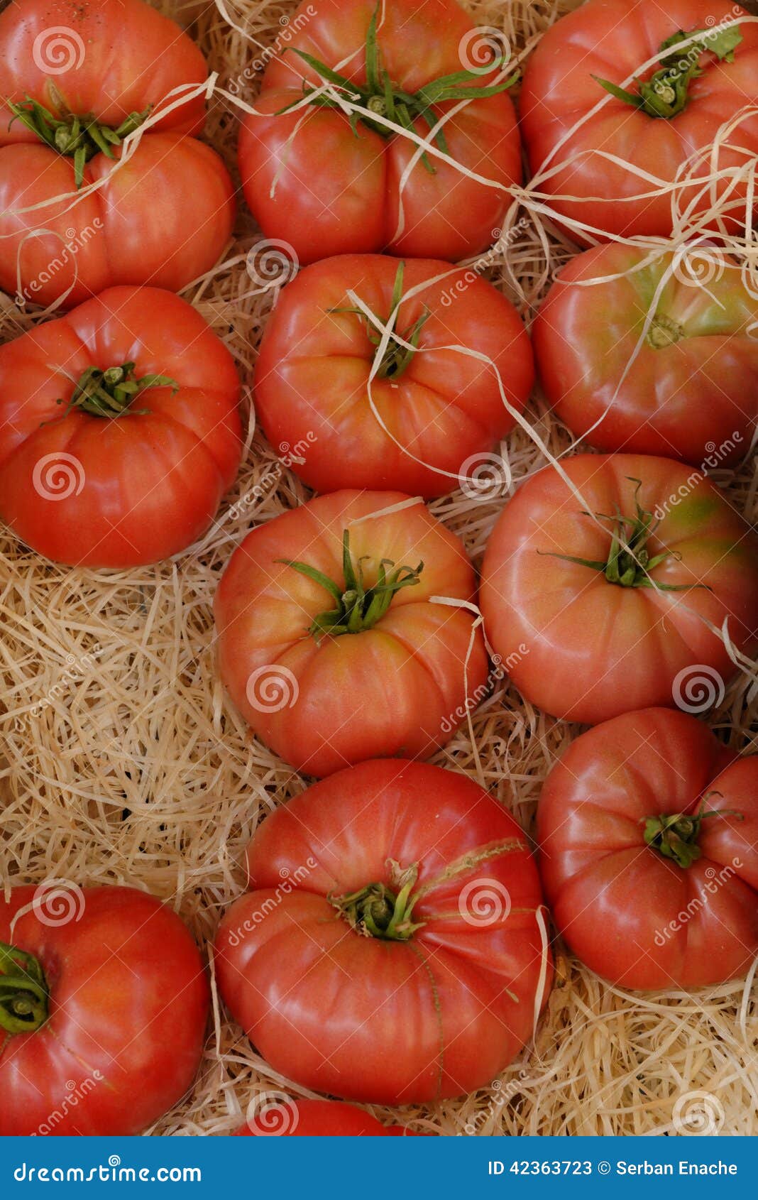 Ripe Tomatoes stock image. Image of fruit, fresh, tomato - 42363723