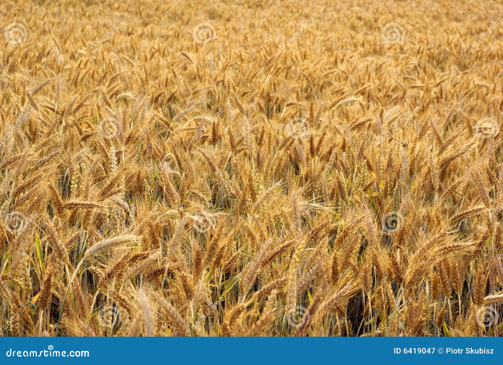 Ripe triticale field stock image. Image of receding, wheat - 6419047