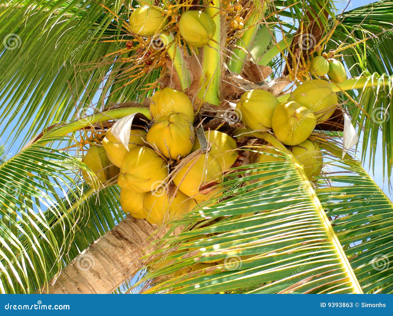 Ripe Tropical Coconuts stock image. Image of summer, exotic - 9393863 Ripe Tropical Coconuts stock image. Image of summer, exotic - 9393863