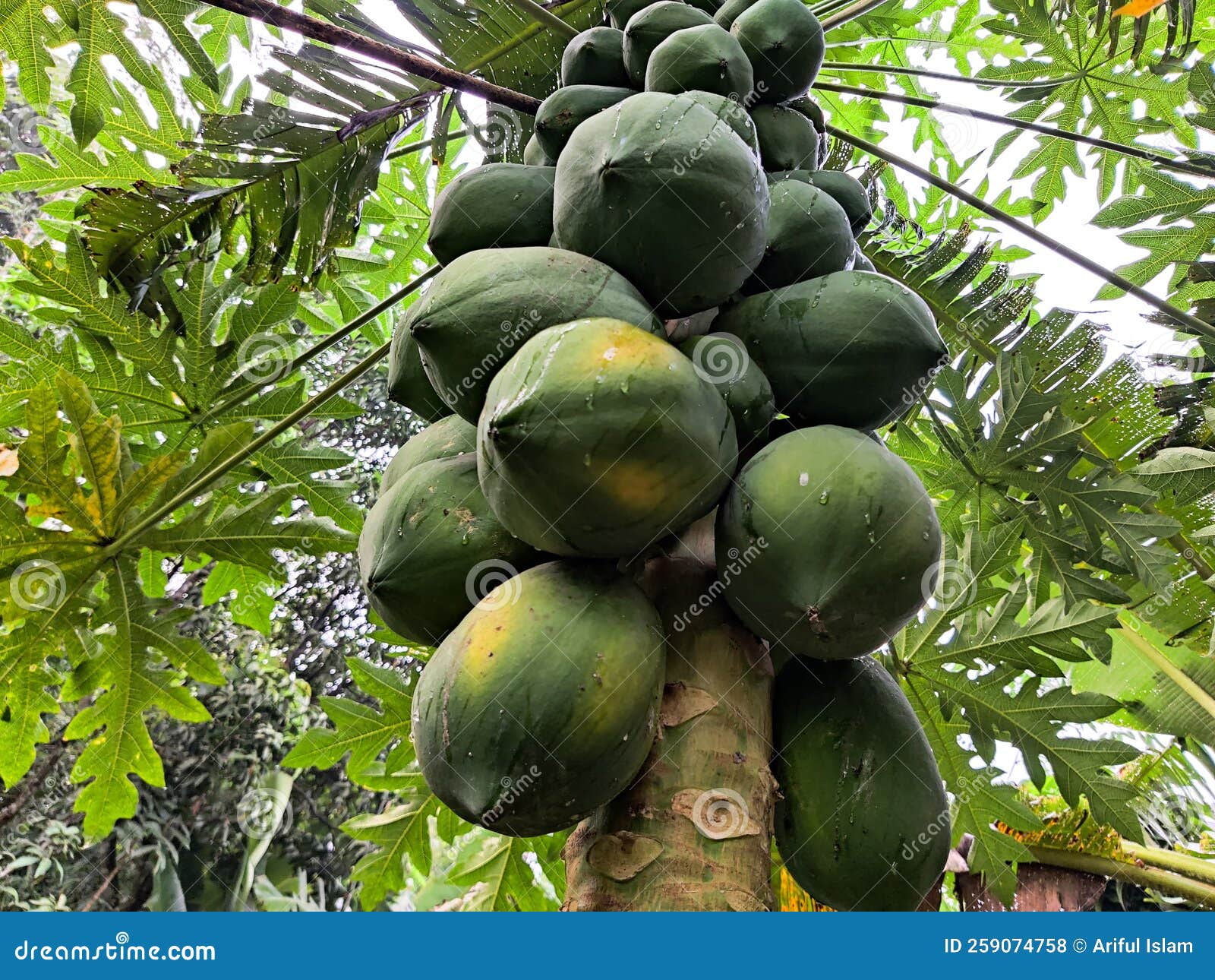 Ripe Tropical Papya Fruit Hanging on the Tree. Stock Photo - Image of ...