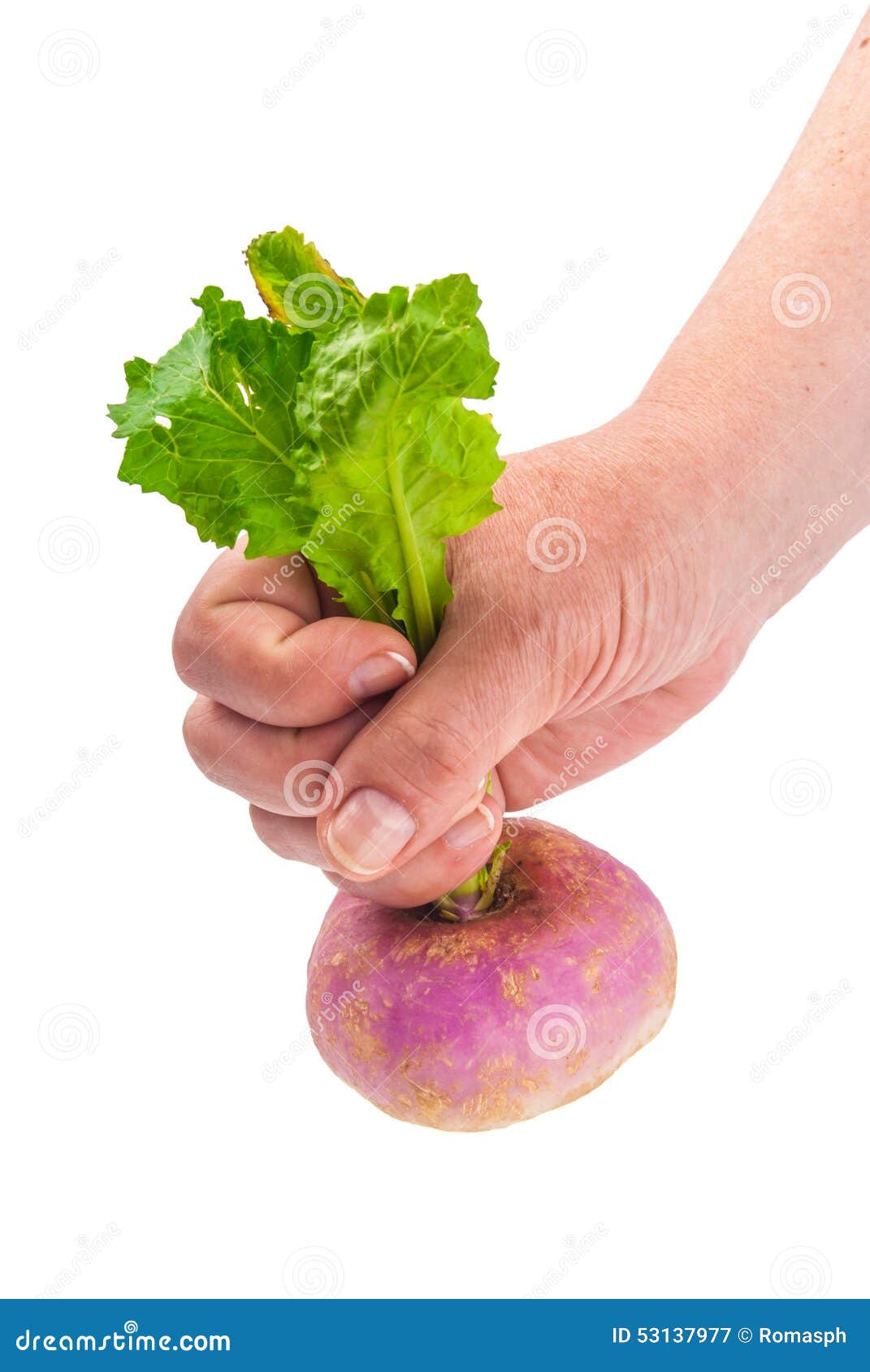 Ripe turnip stock image. Image of garden, cooking, dinner - 53137977