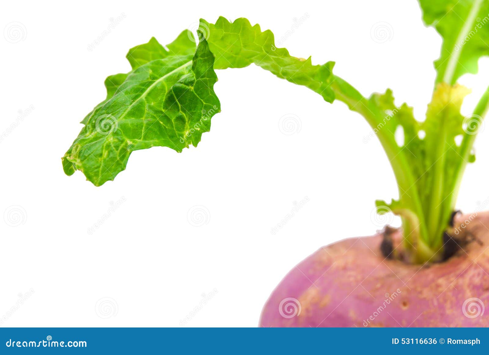 Ripe turnip stock photo. Image of gardening, ripe, leaves - 53116636