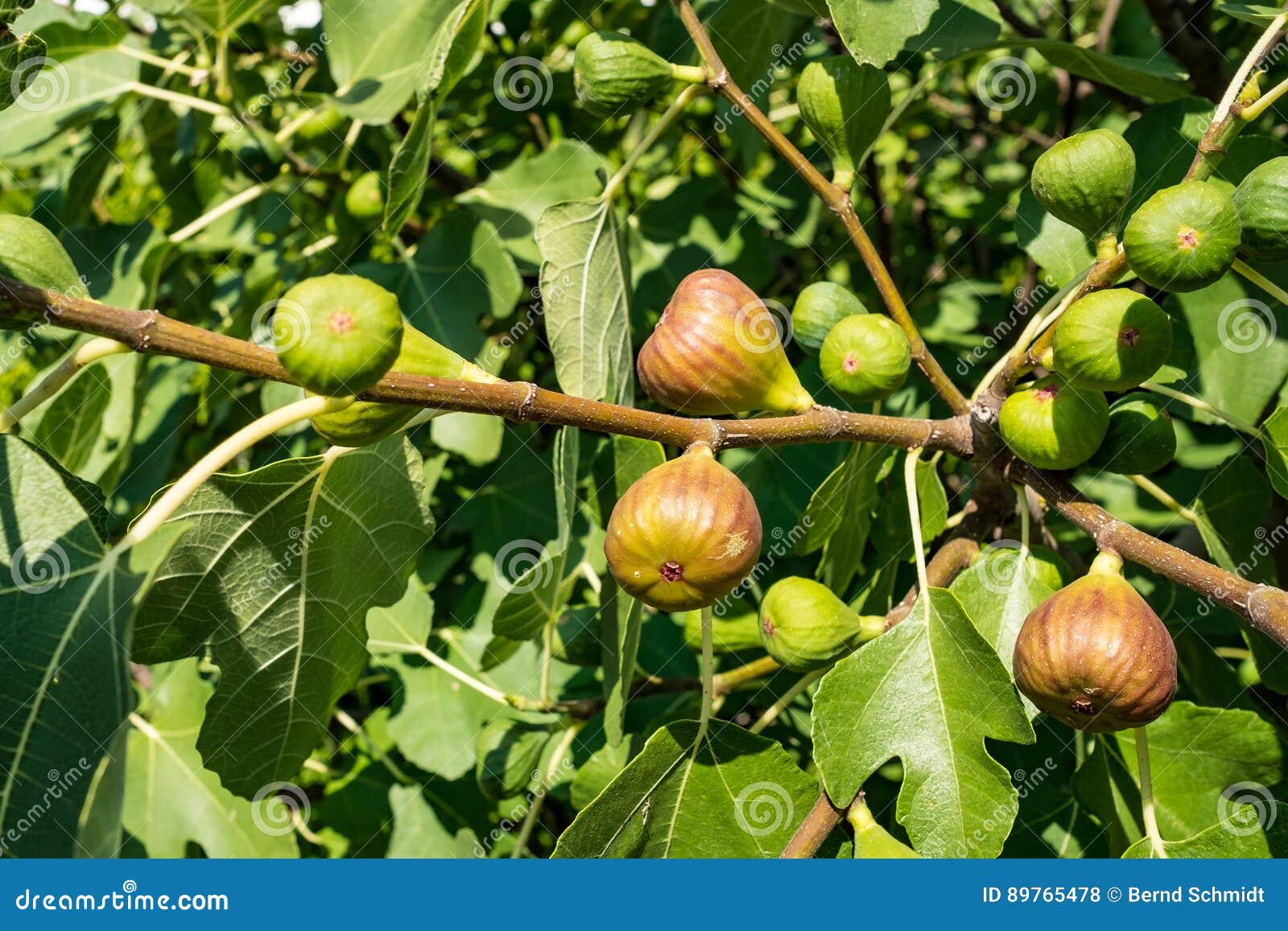 Ripe and Unripe Figs at a Tree Stock Photo - Image of thermophilic ...