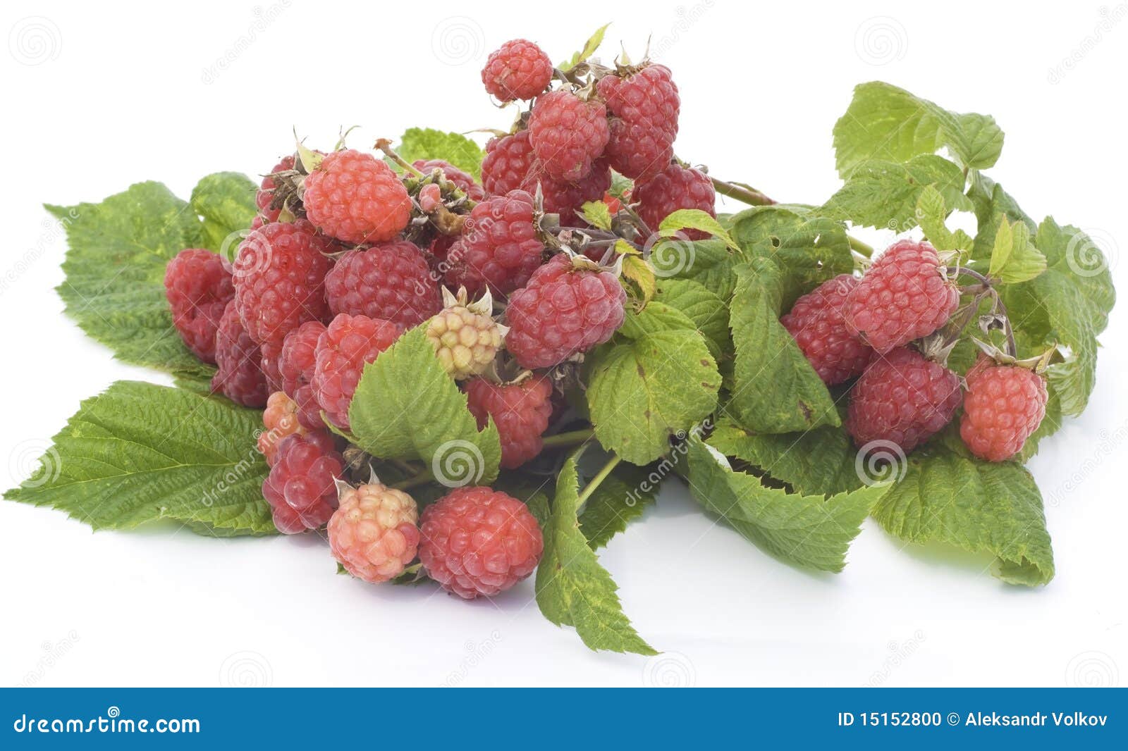 Ripe and Unripe Raspberry on Branches Stock Photo - Image of garden ...