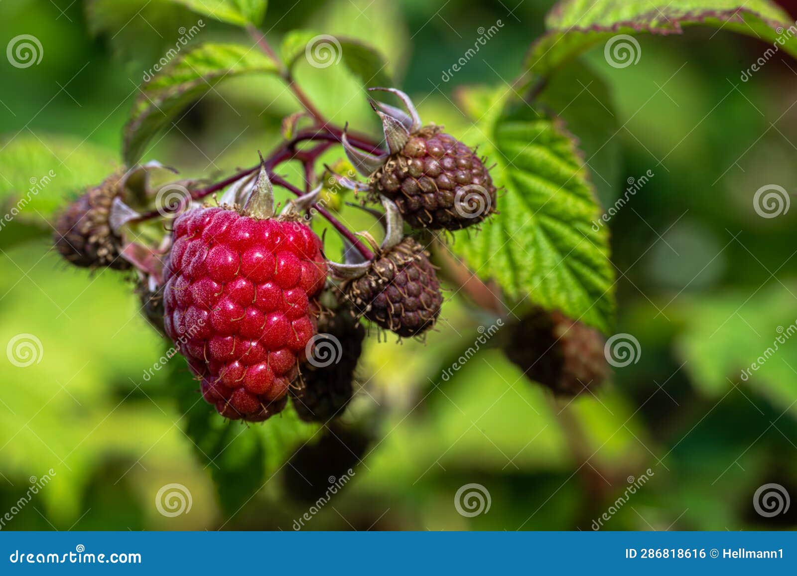 Ripe and Unripe Raspberry Fruits Stock Photo - Image of plant, tasty ...