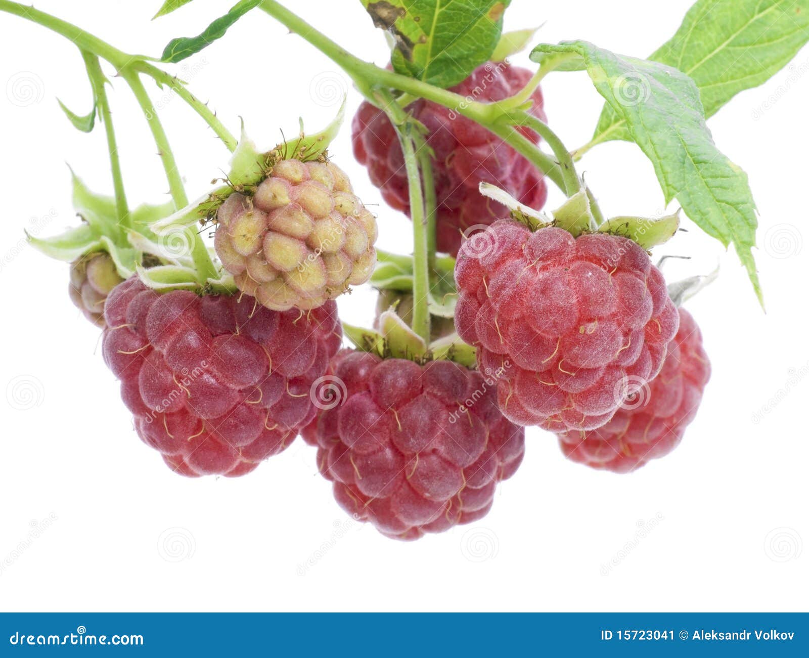Ripe and Unripe Raspberry Postcard Stock Image - Image of leaf, fruit ...