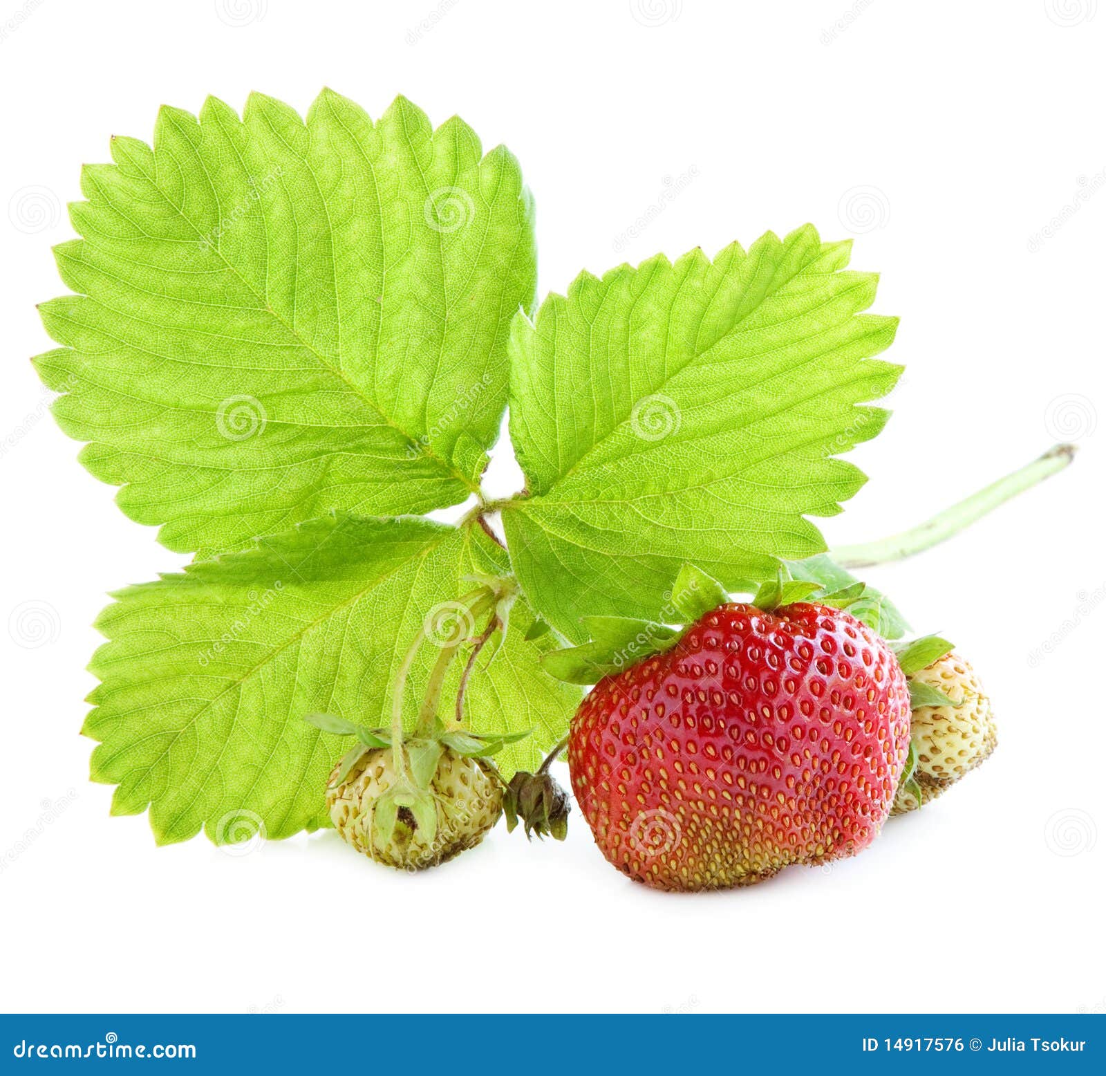 Ripe and Unripe Strawberries . Stock Photo - Image of refreshing ...