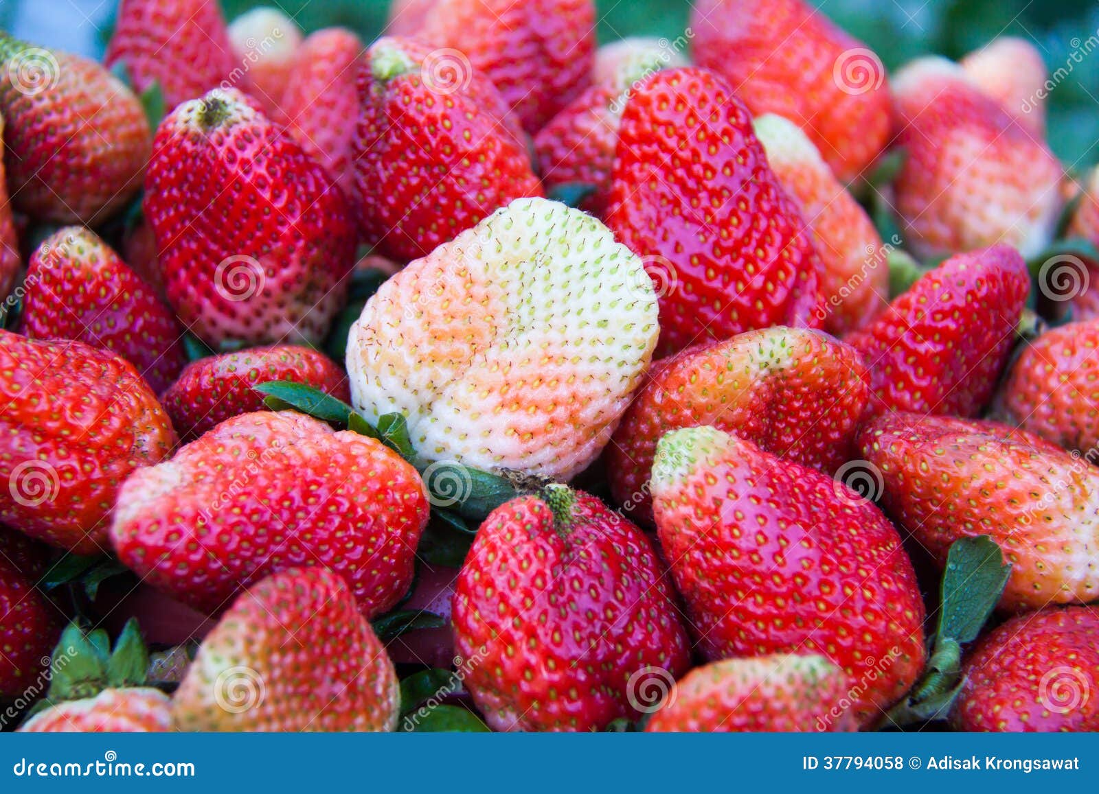 Ripe and Unripe Strawberries Growing on the Ground Stock Photo - Image ...