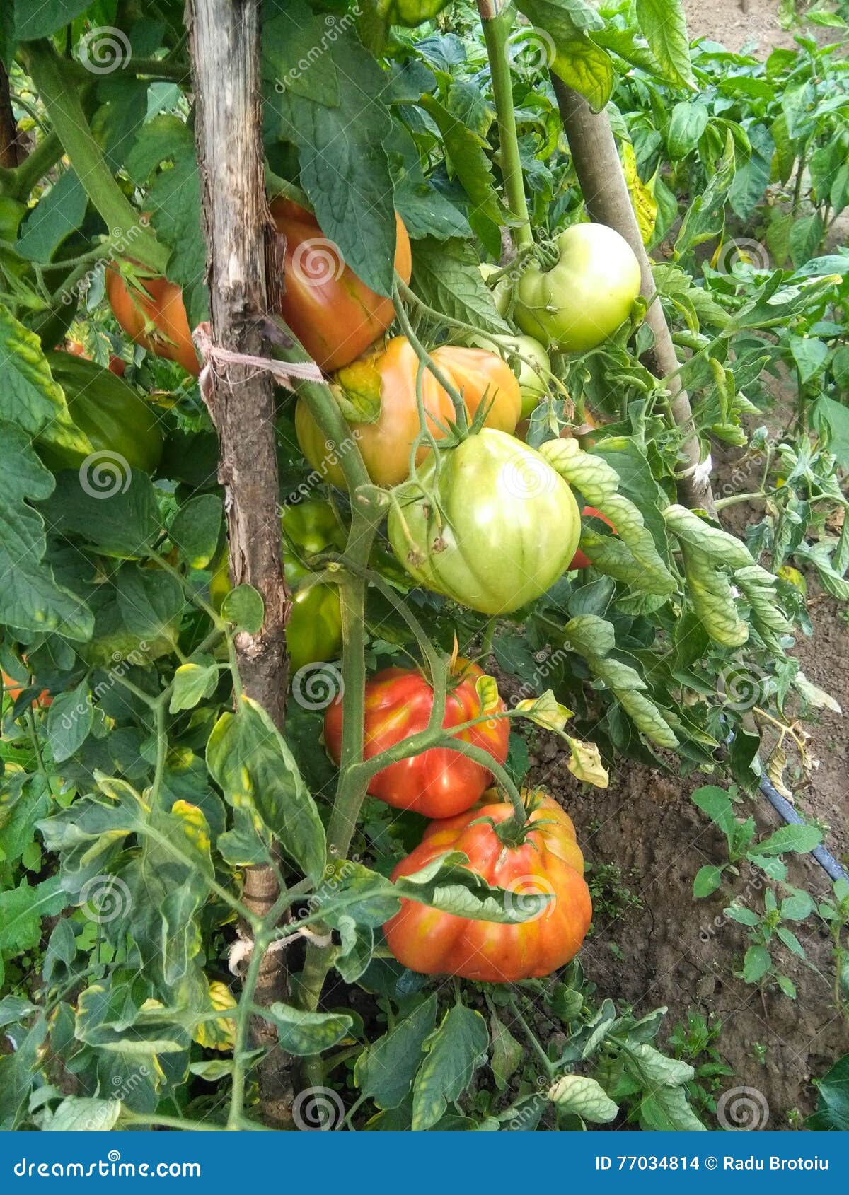 Ripe, unripe tomatoes stock photo. Image of agriculture - 77034814