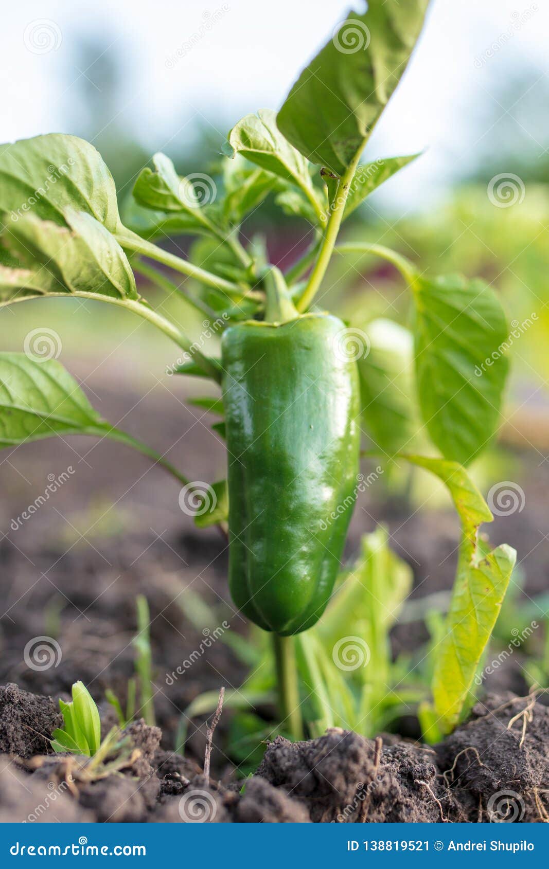 Ripe Vegetable Paprika Grows in the Garden Stock Image - Image of ...