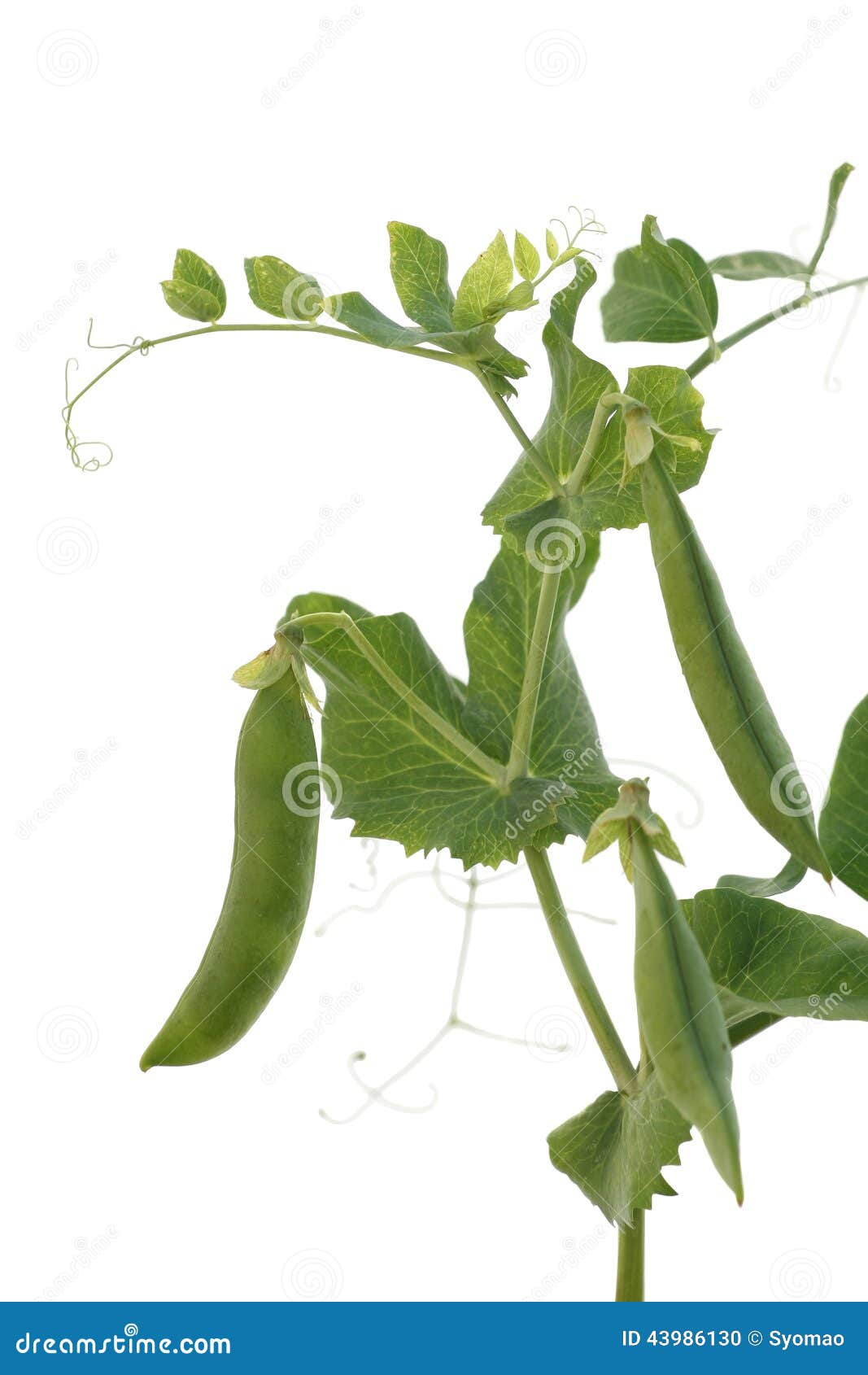 Ripe Vegetable Pea Pods on the Stalk. Isolate Stock Photo - Image of ...