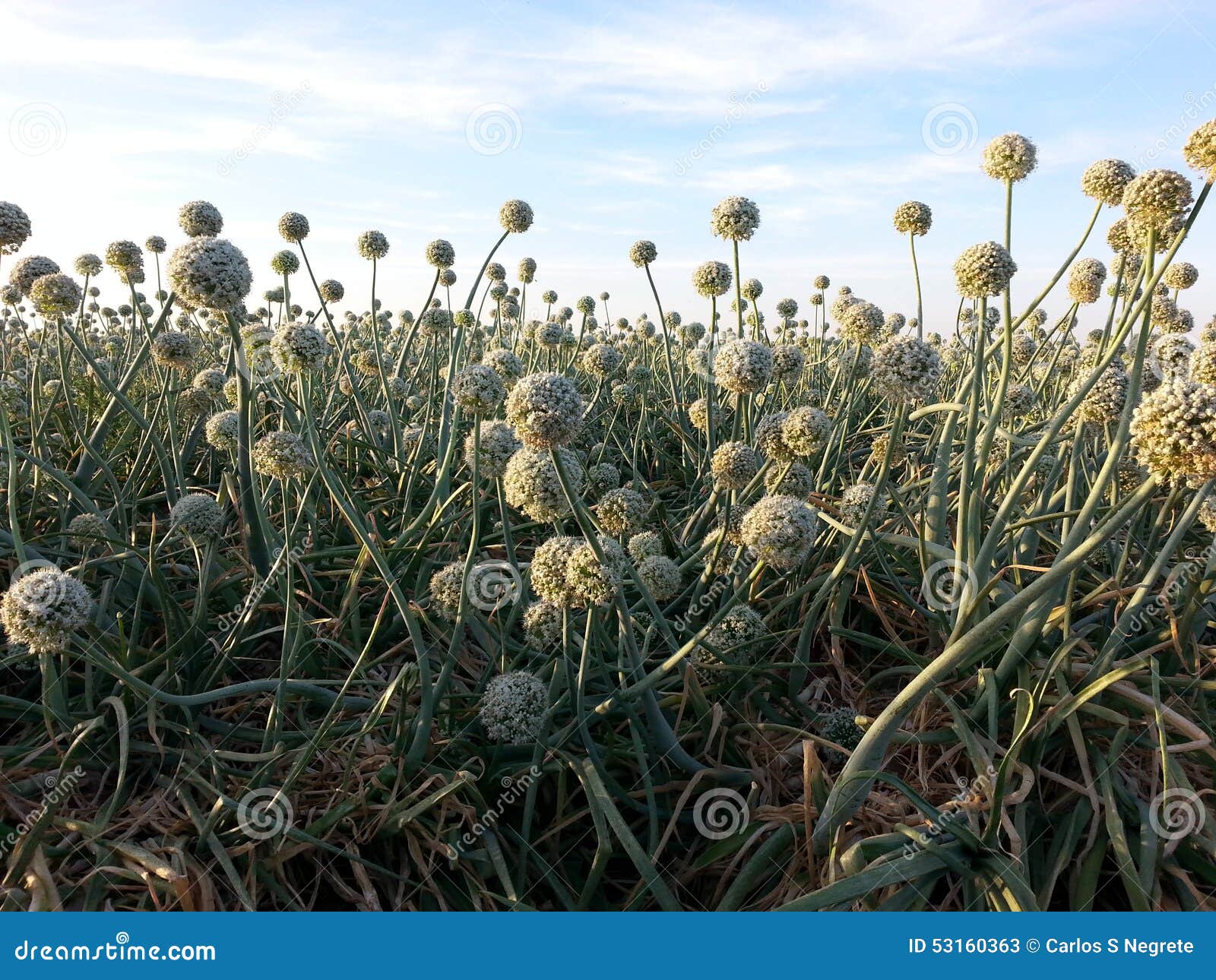 Onion Seed Crop stock image. Image of nature, onions - 53160363