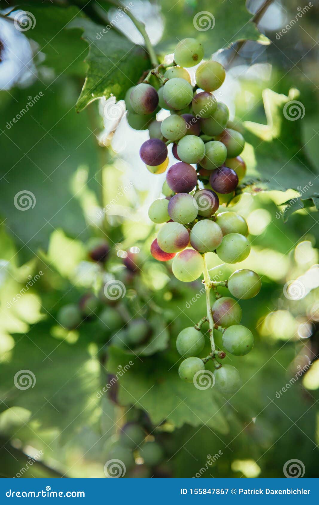 Ripe Vine Grapes on a Farm, Italy Stock Image - Image of romantic ...