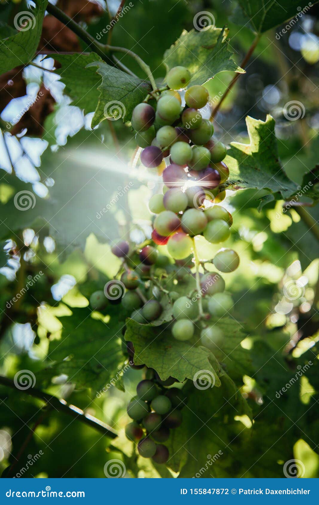 Ripe Vine Grapes on a Farm, Italy Stock Photo - Image of sunlight ...
