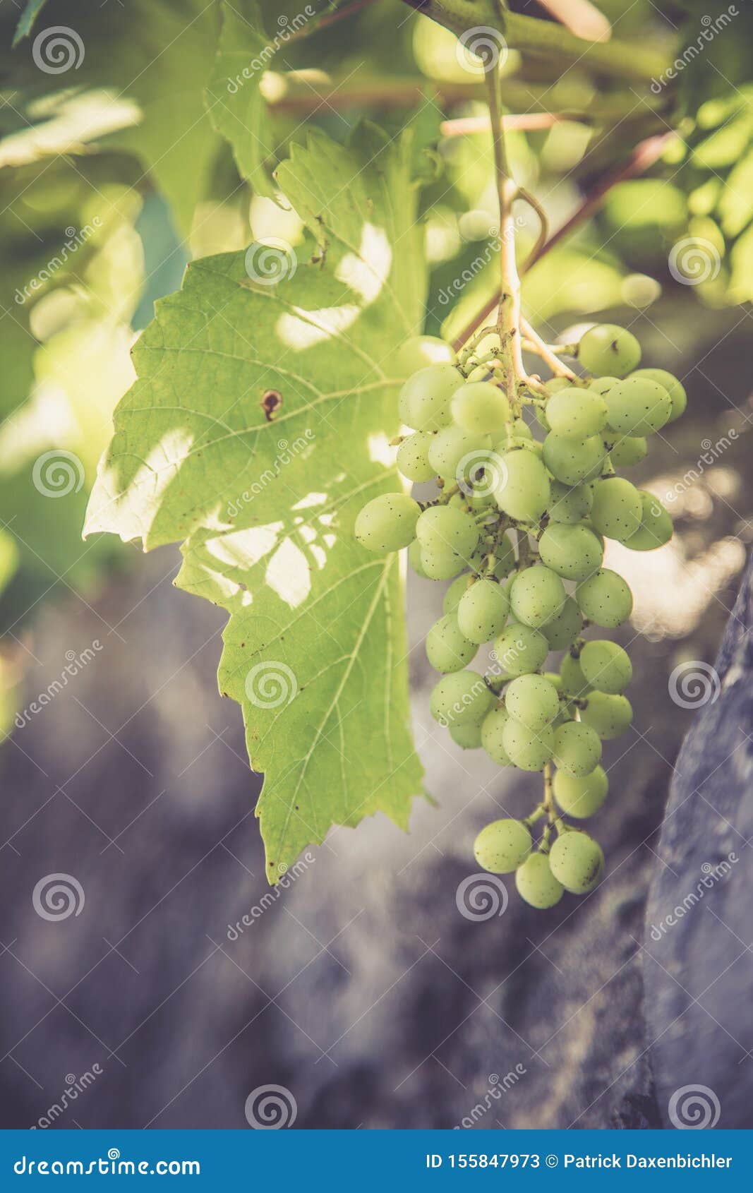 Ripe Vine Grapes on a Farm, Italy Stock Image - Image of green, farm ...