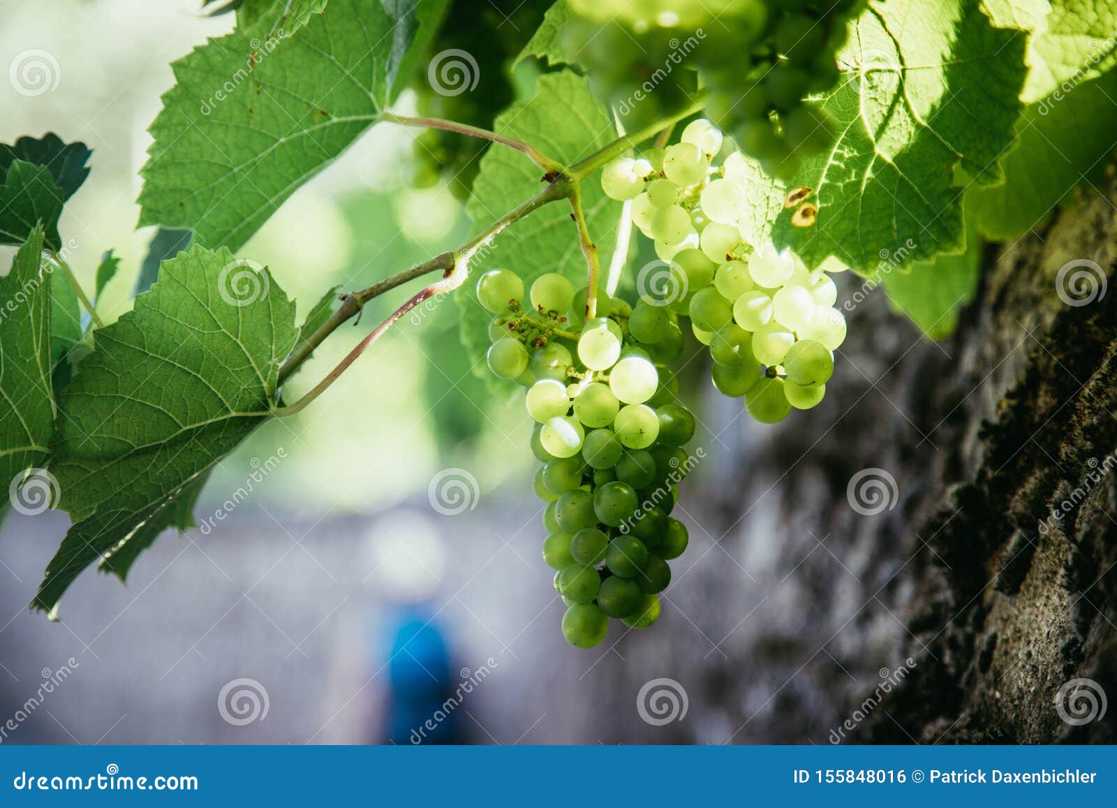 Ripe Vine Grapes on a Farm, Italy Stock Photo - Image of ripe, colours ...
