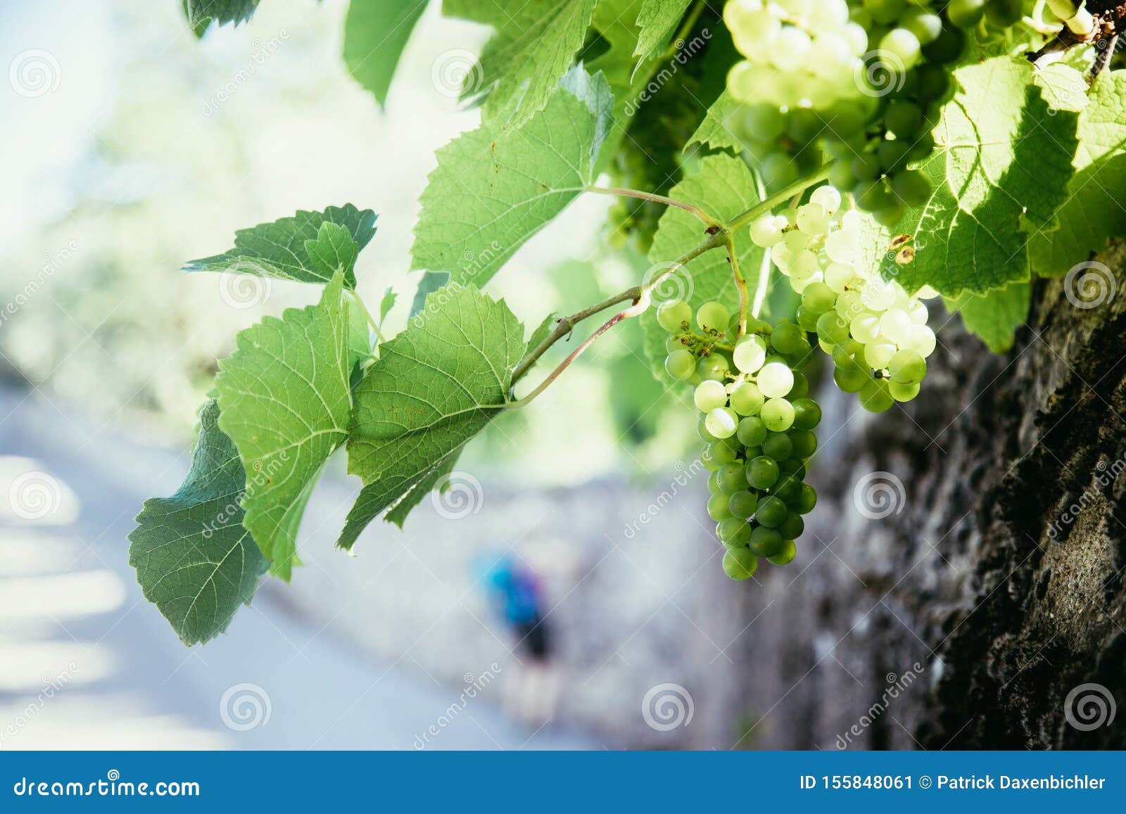 Ripe Vine Grapes on a Farm, Italy Stock Image - Image of white, scenic ...