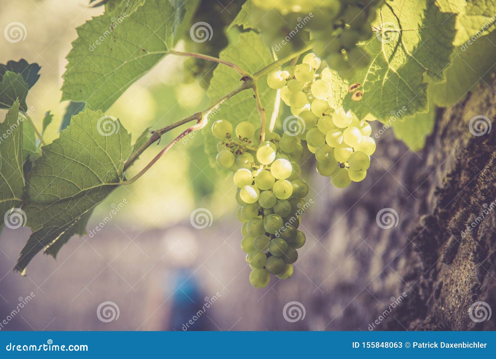 Ripe Vine Grapes on a Farm, Italy Stock Image - Image of taste, organic ...