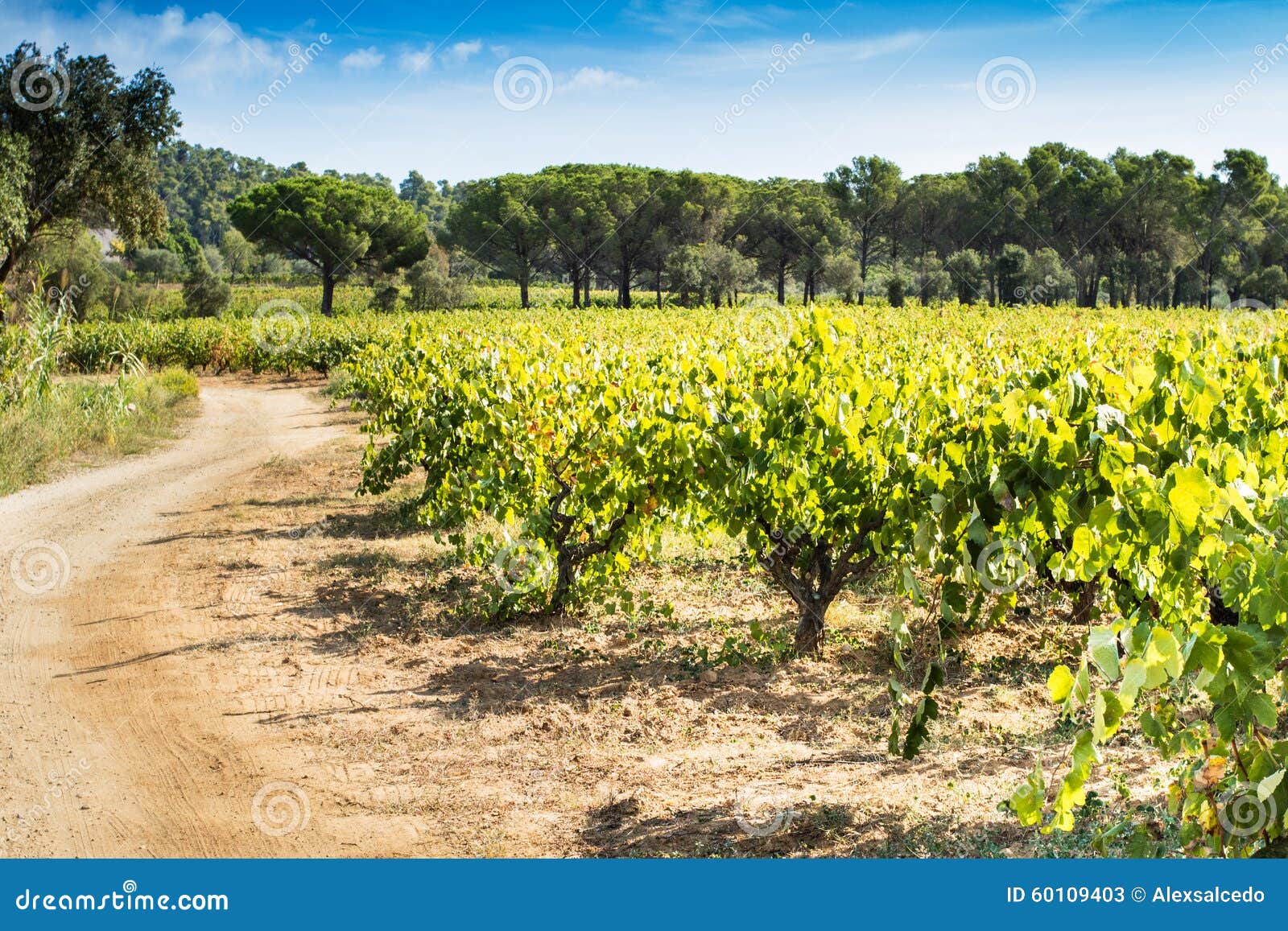 Ripe vineyard stock image. Image of vineyards, grapevine - 60109403