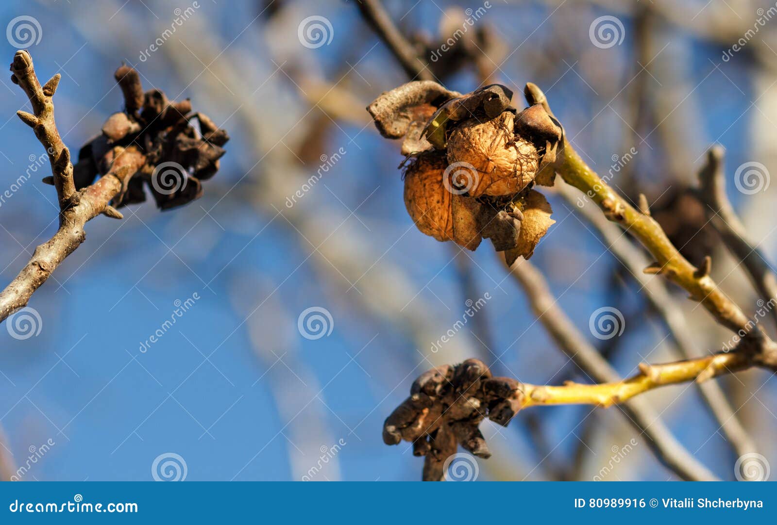 Ripe walnut on the branch stock photo. Image of garden - 80989916