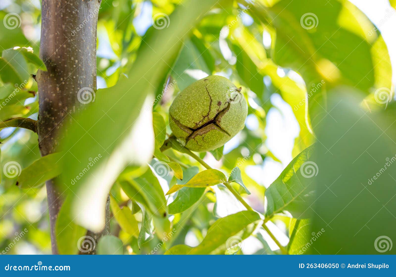 Ripe Walnut on the Branches of a Tree. Stock Photo - Image of branch ...