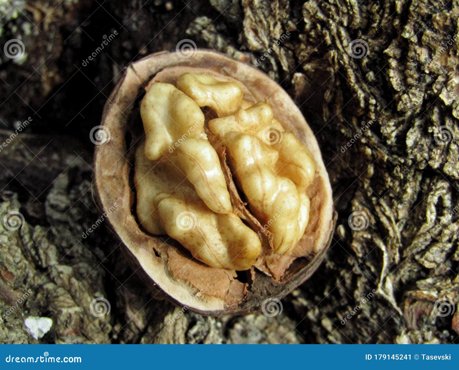 Ripe Walnut Fruit in Orchard Close-up Stock Image - Image of food ...