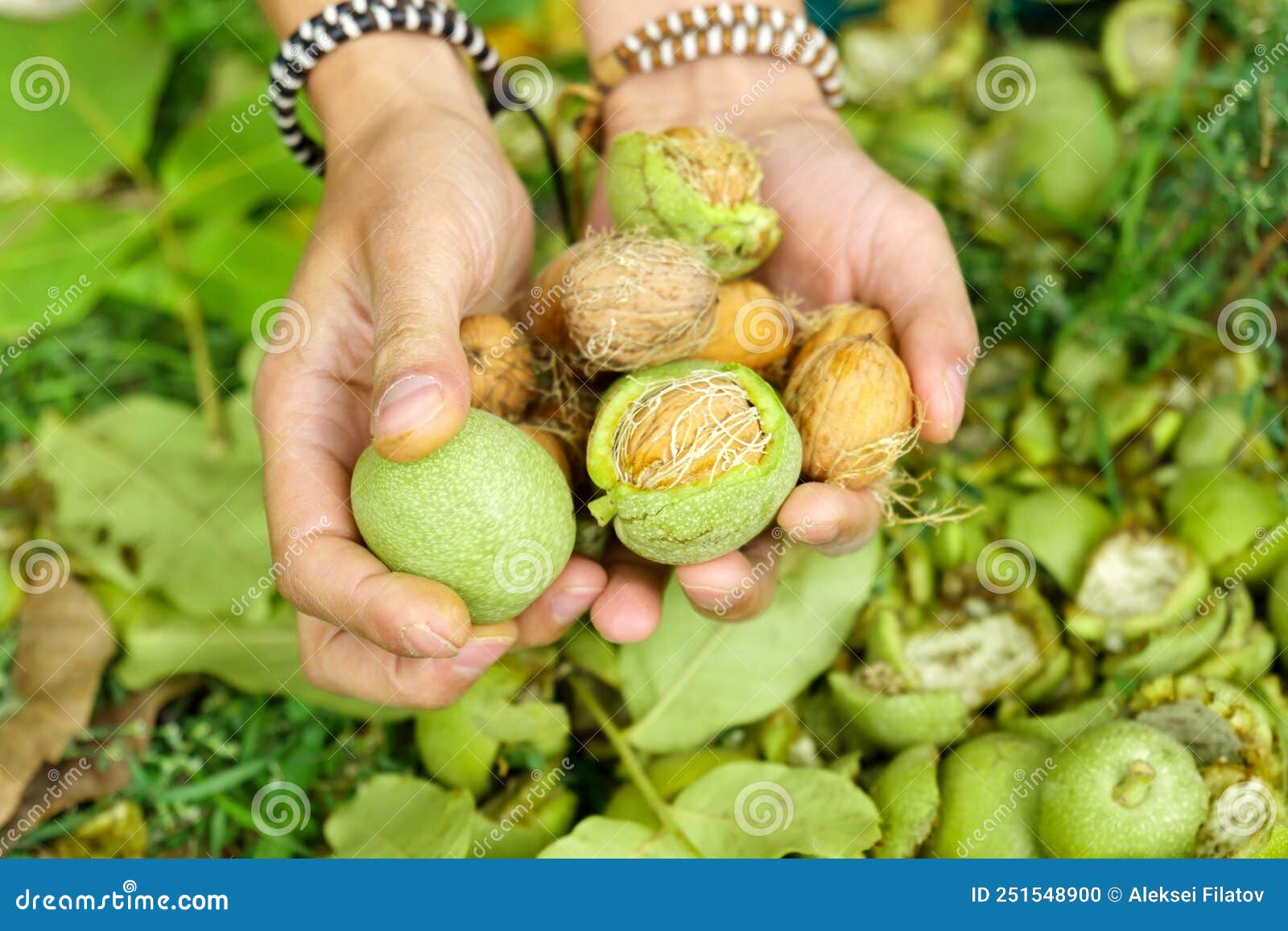 Ripe Walnut with Green Shell on Greenery Background in Hand. Walnut in ...