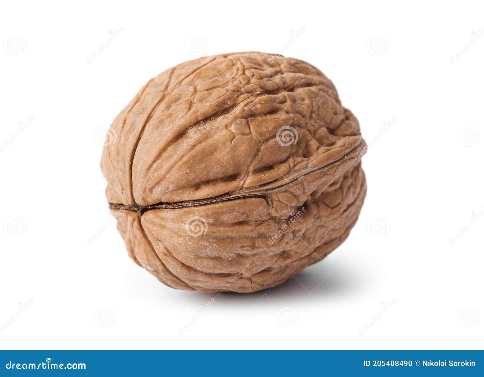 Ripe walnut stock photo. Image of isolated, ripe, macro - 205408490