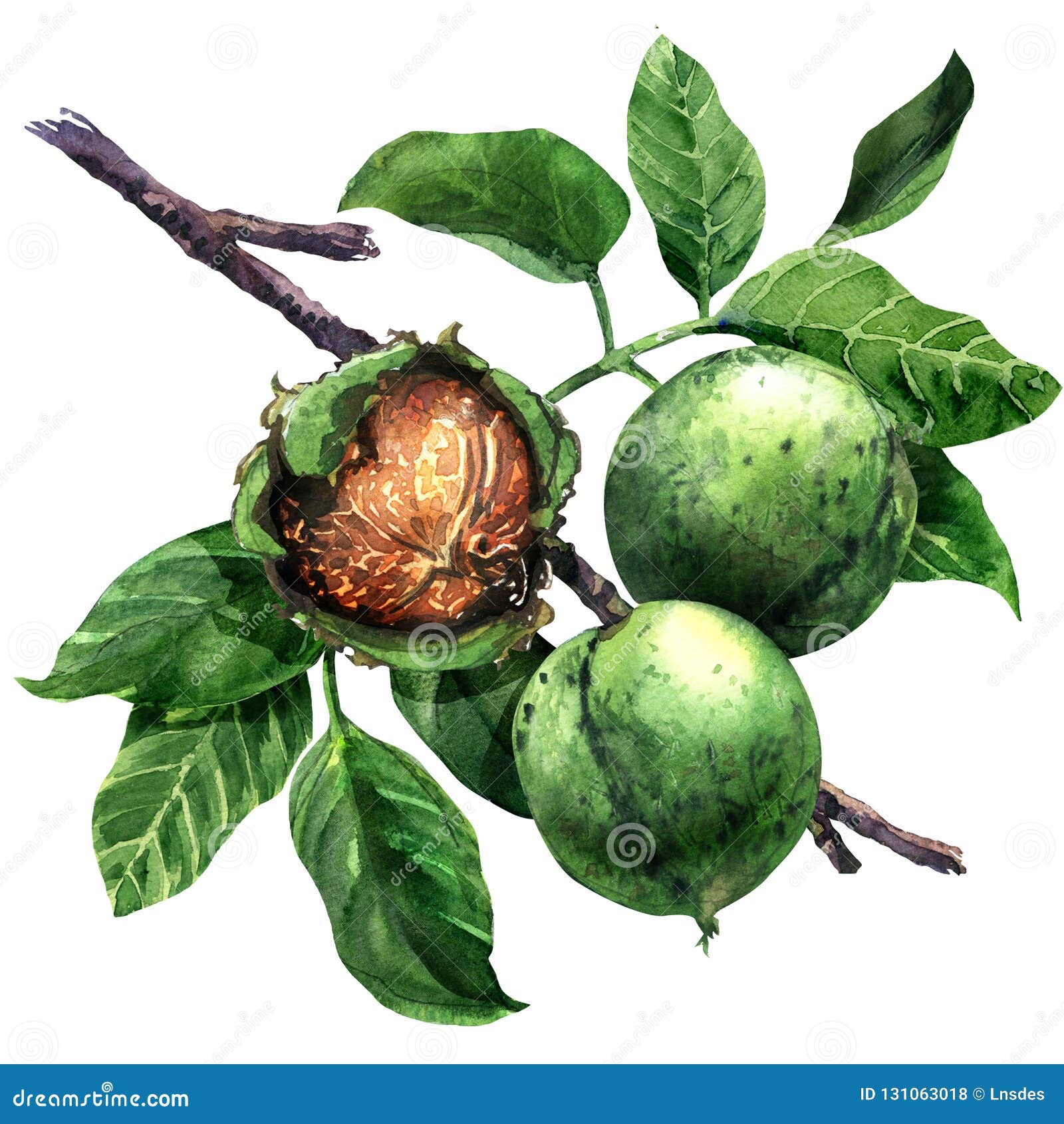 Ripe Walnut, Nut, Walnuts Fruits Green Tree Branch with Leaves Isolated ... Ripe Walnut, Nut, Walnuts Fruits Green Tree Branch with Leaves Isolated ...