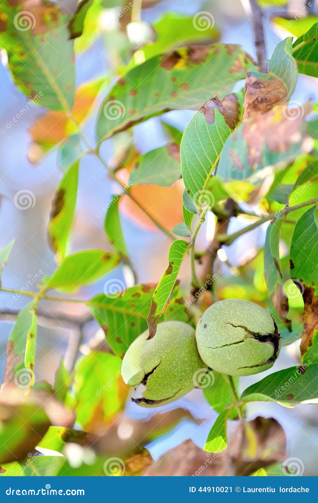 Ripe Walnut in Opened Shell Stock Image - Image of brown, growth: 44910021