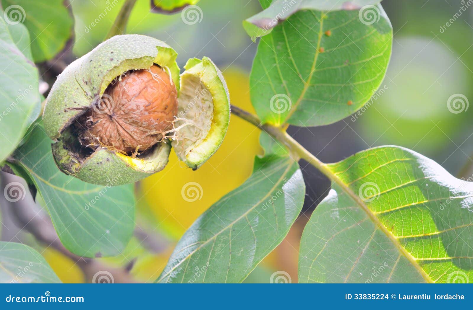 Ripe walnut stock photo. Image of grow, agricultural - 33835224