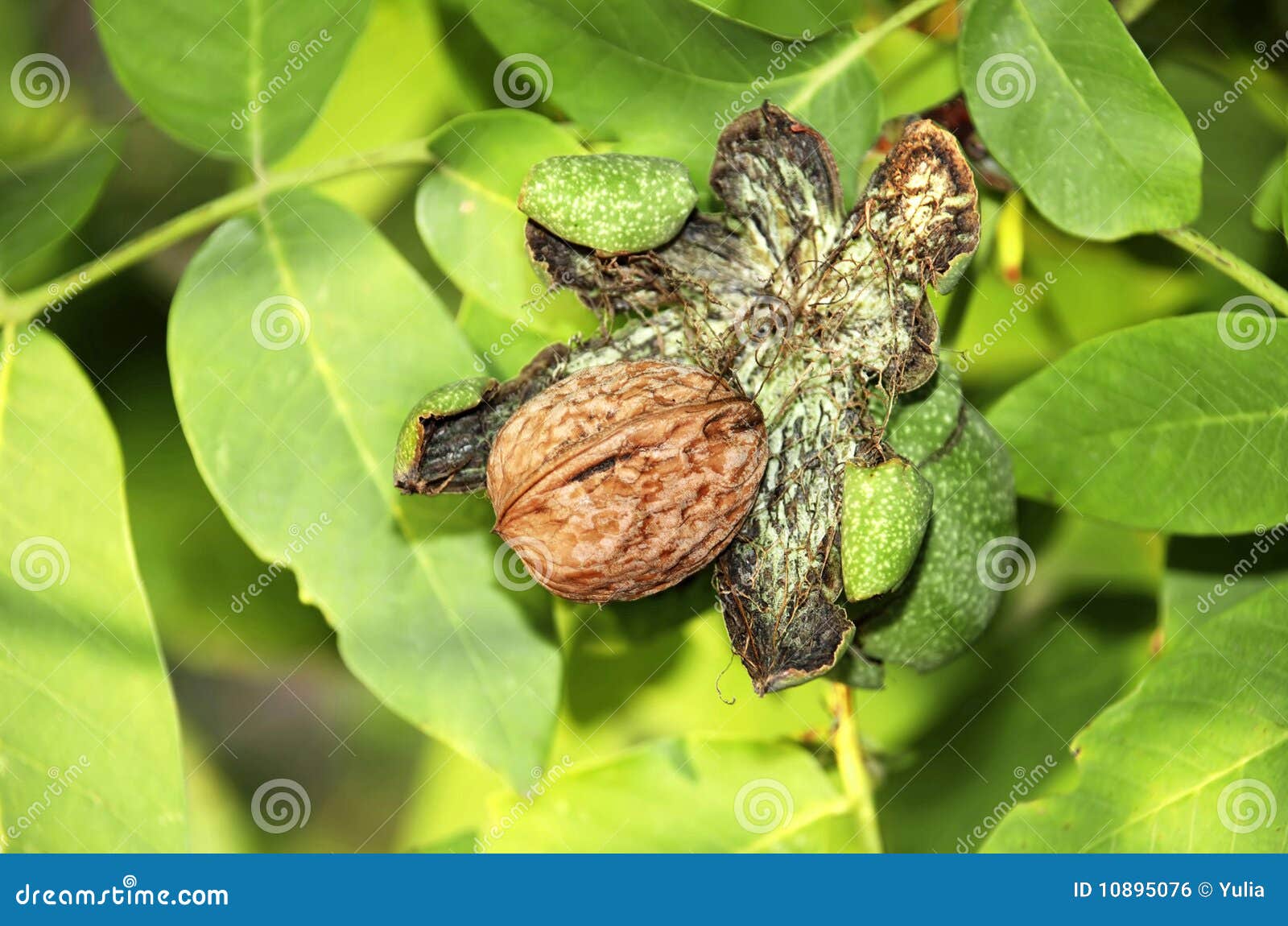 Ripe walnut on tree stock photo. Image of coat, ripeness - 10895076