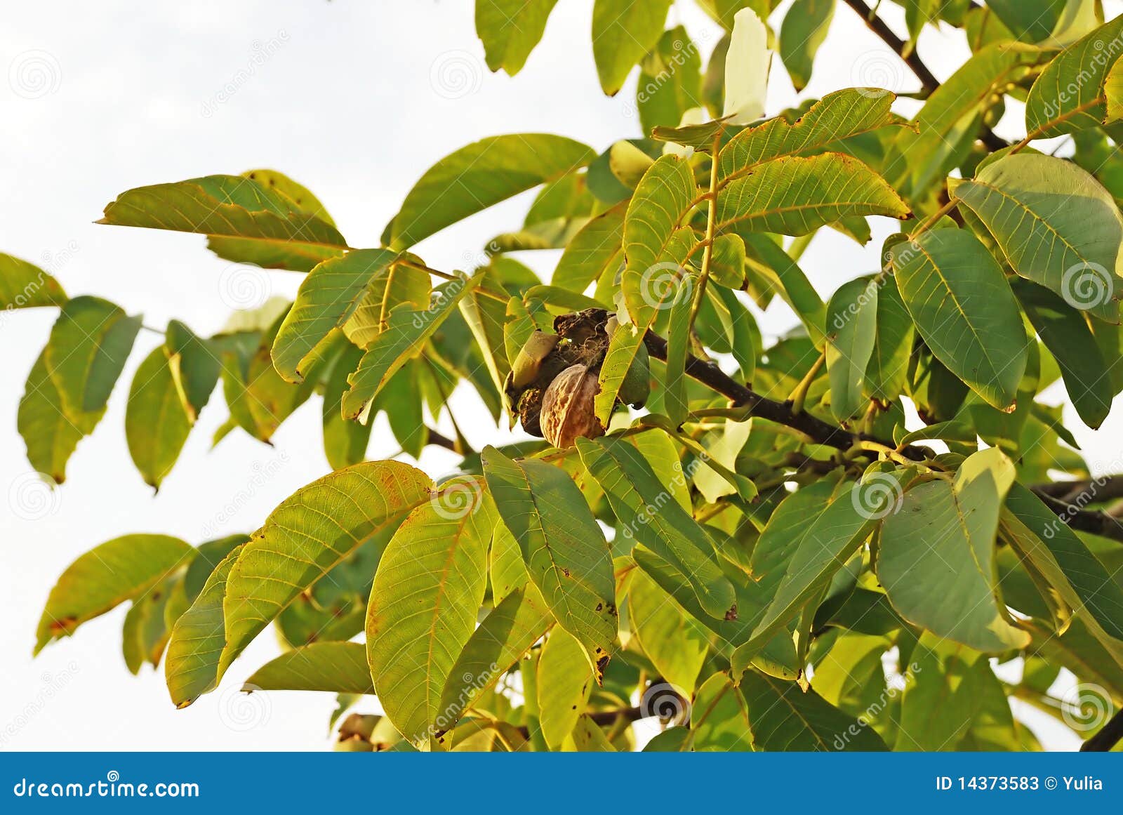 Walnut Tree Sapling Royalty-Free Stock Photo | CartoonDealer.com #41705001