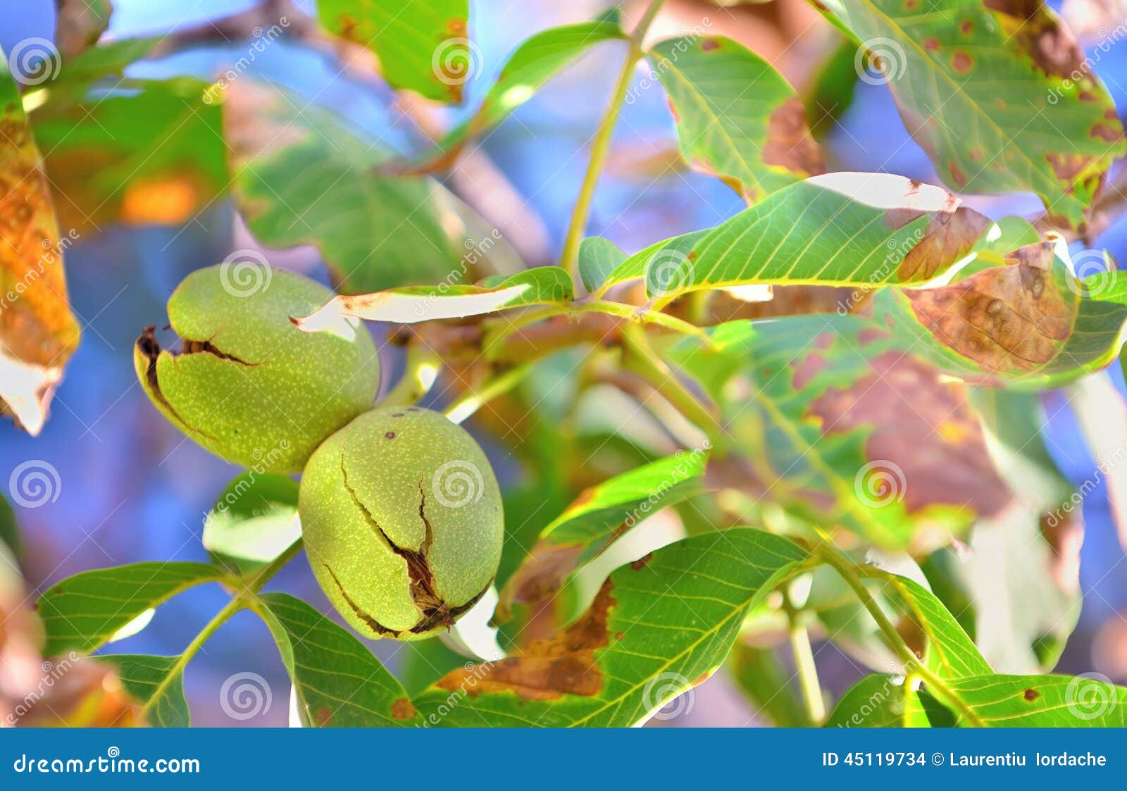 Ripe Walnut On Branch With Green Leaves. Juglans Regia Fruit Ripening ...